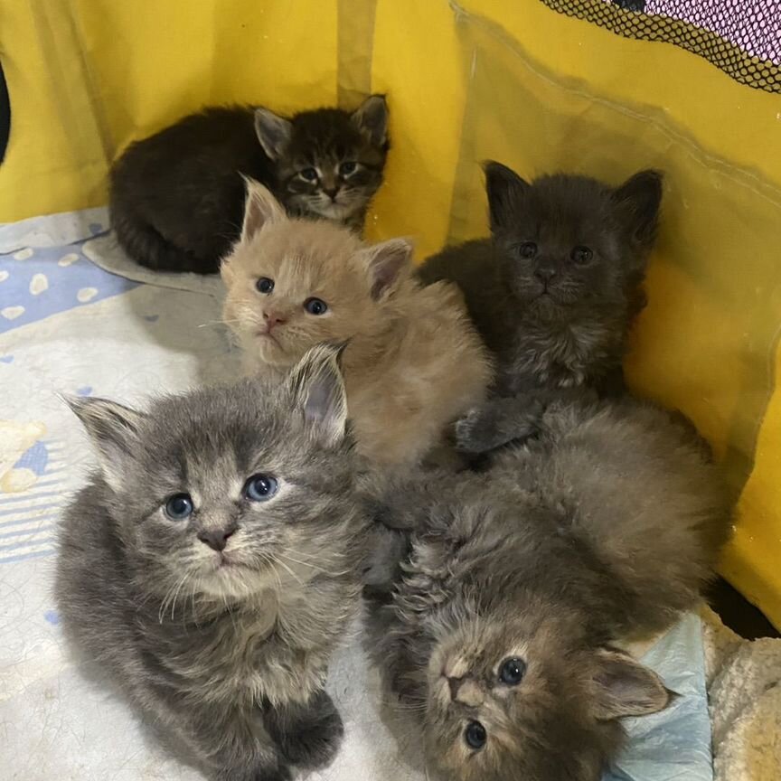 Котята мейн-кун с документами