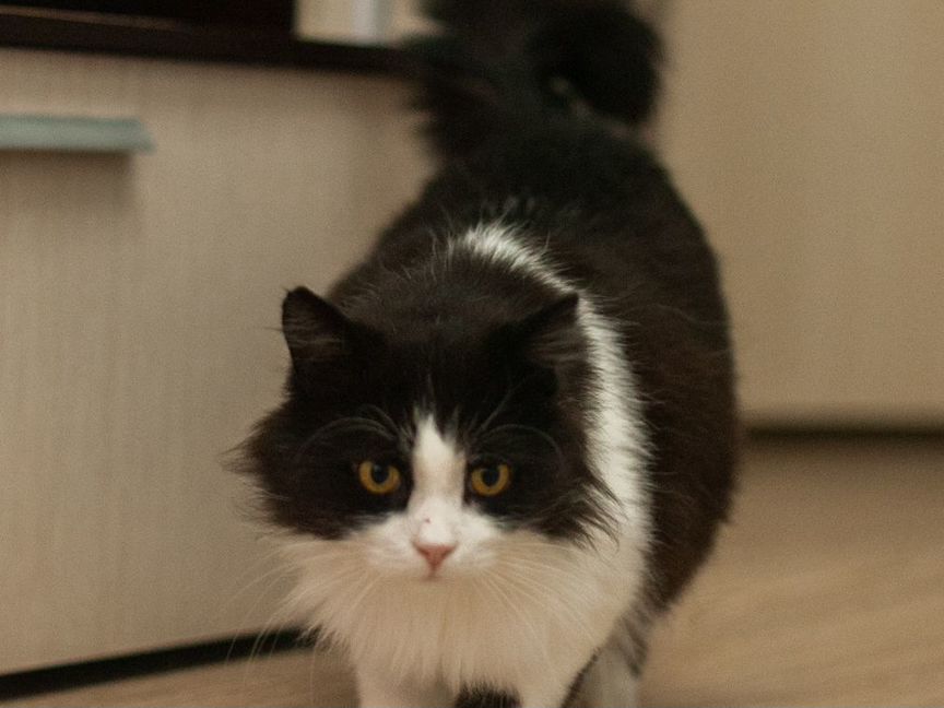 Феликс ищет дом