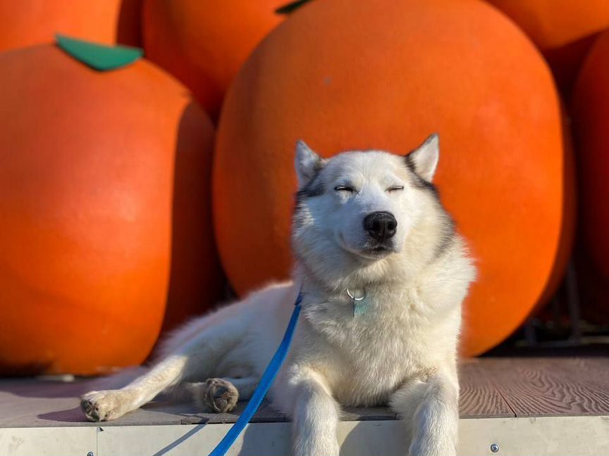 Спокойный хаски в добрые руки