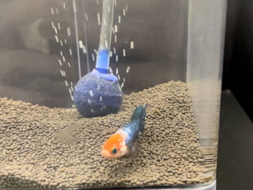 Рыбка петушок плакат кои