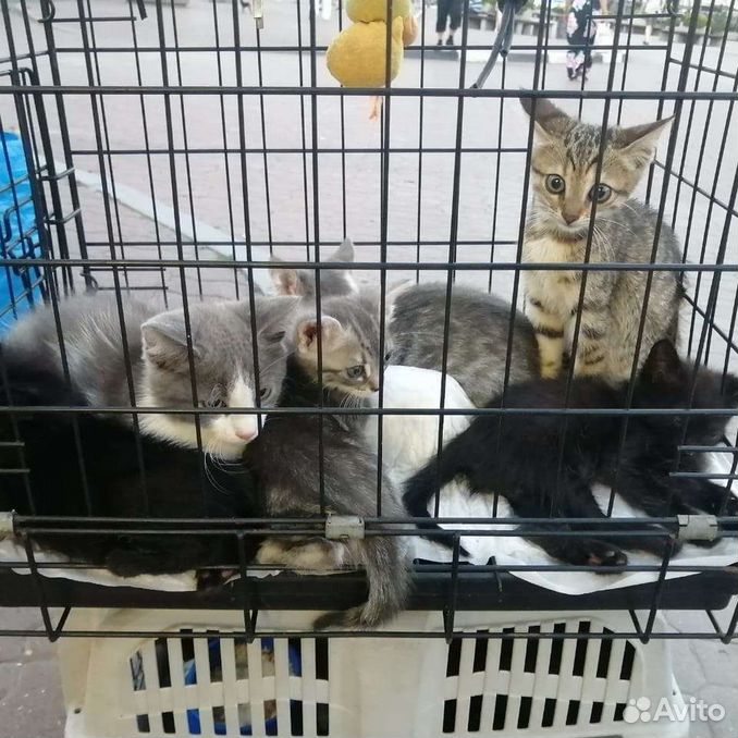 Котята в клетке в центре города на жаре