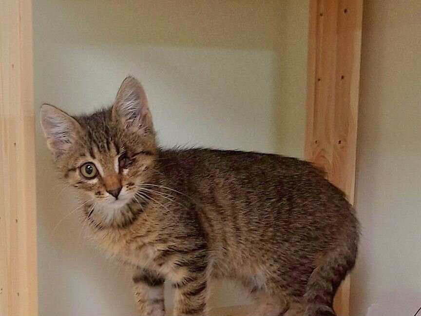Котёнок Чипс 3 месяца в самые добрые руки