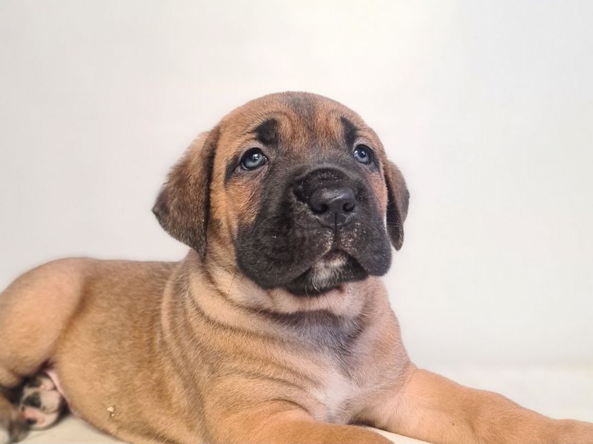 Девочка красавица Кане Корсо