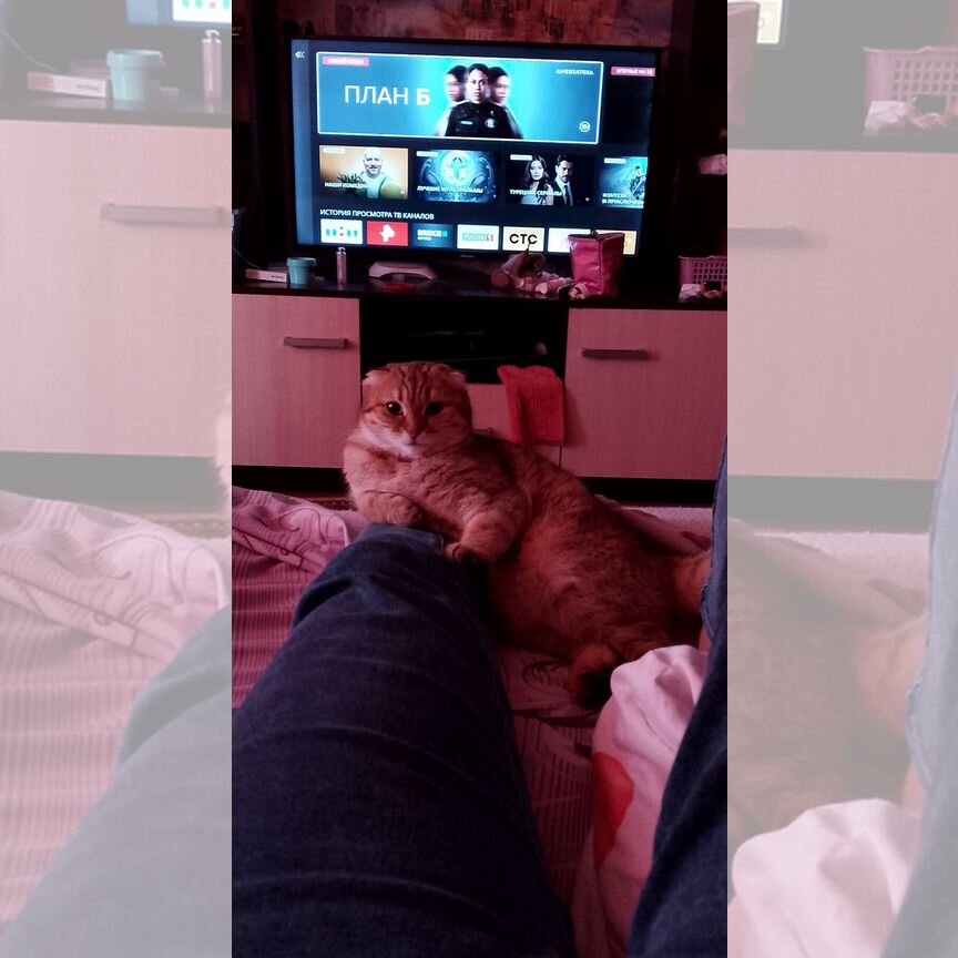 Отдам бесплатно очень ласковую кошку