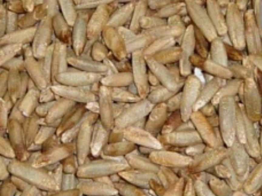 Пшеница, рожь, ячмень по 8р