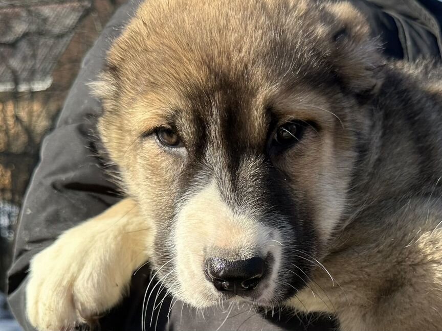 Среднеазиатская овчарка классная девчонка