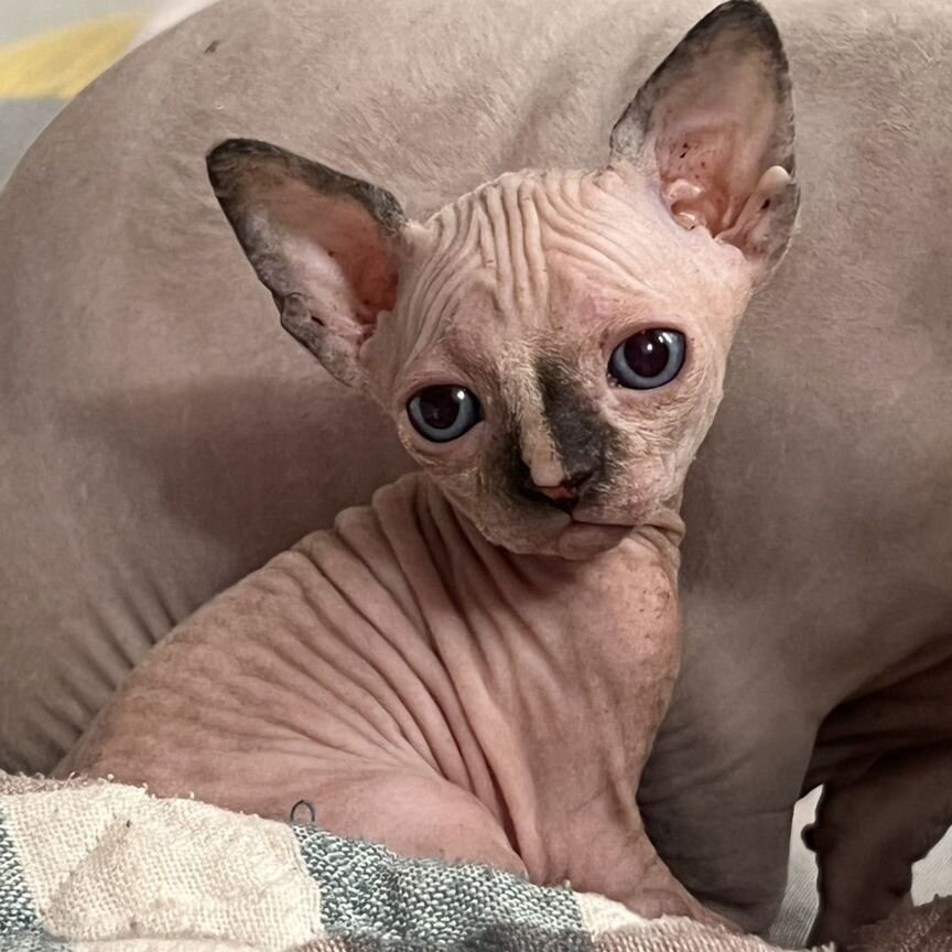 Канадский сфинкс котёнок