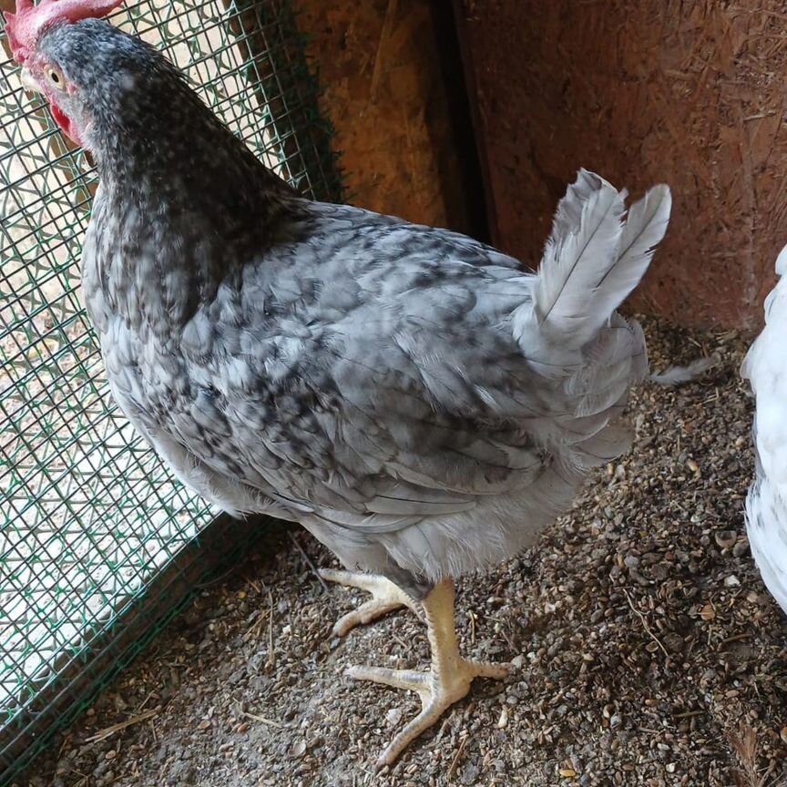 Продам молодых петушков