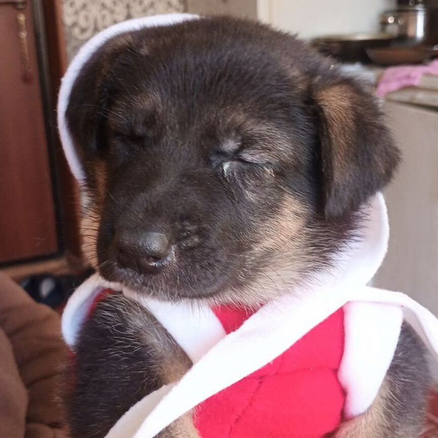 Щенки немецкой овчарки