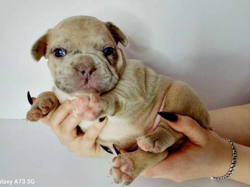 Французский бульдог изабелла