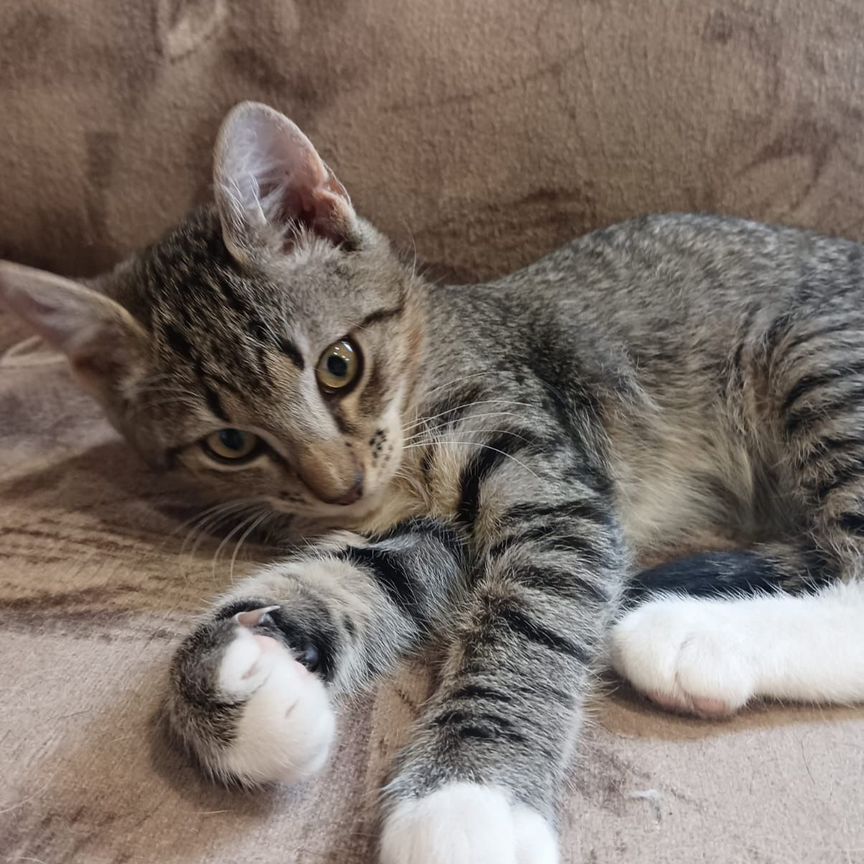 Маленький котенок Гаррик