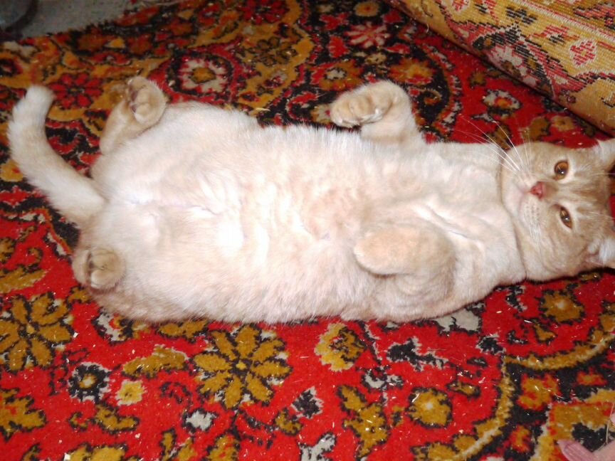 Кошка - мышеловка