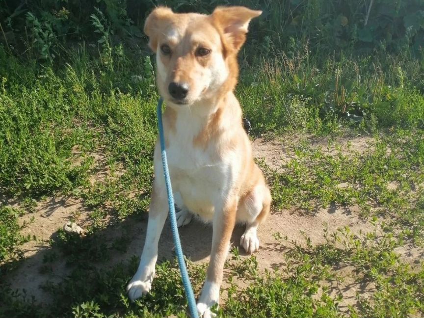 Собака Алиса в хорошую семью бесплатно