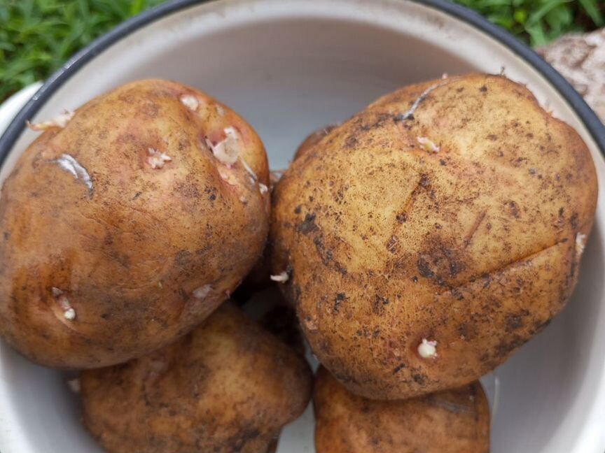 Картофель на корм животным, картофель для еды