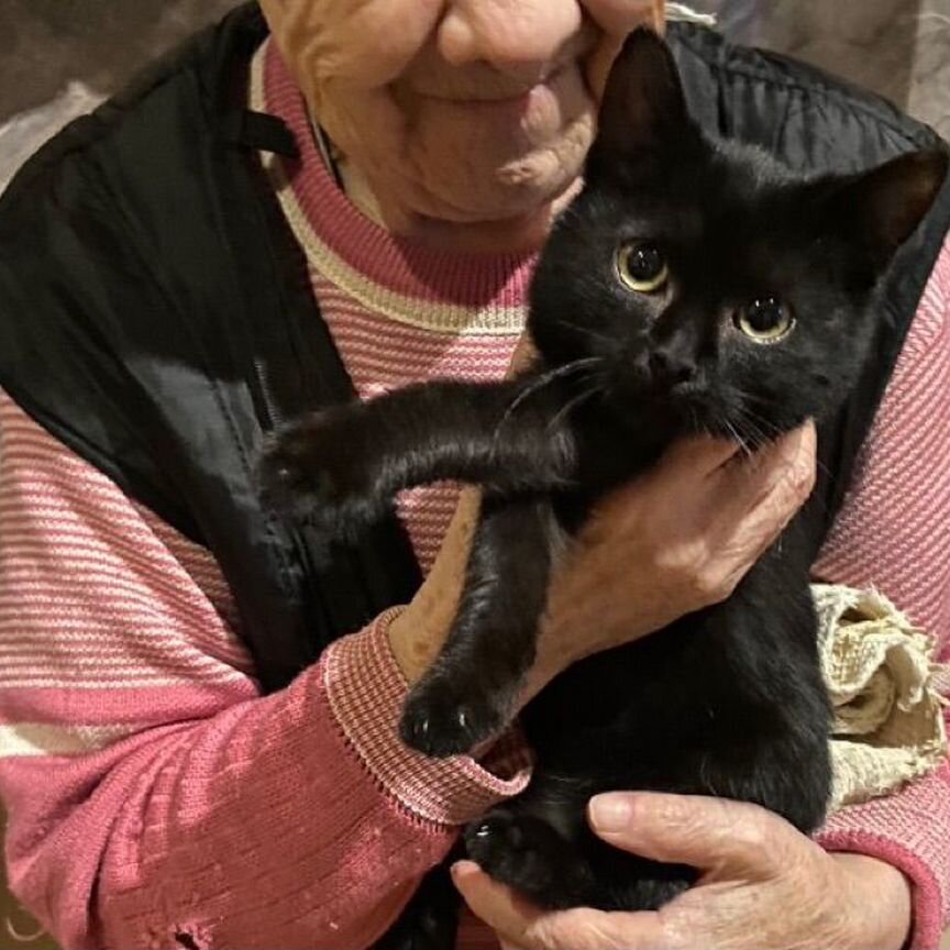 Котёнок в добрые руки