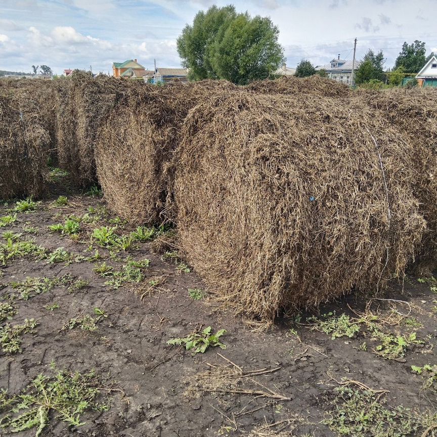 Солома гороховая