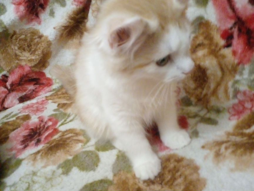 Котенок ласковый красивый в добрые руки