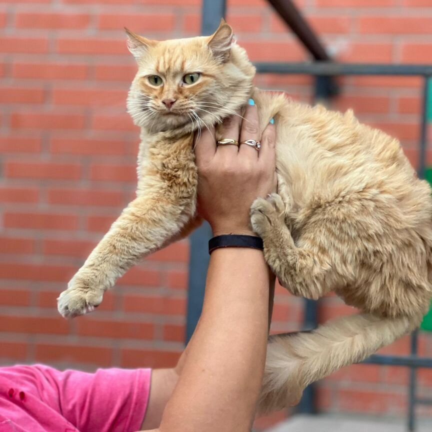 Кошка Красотка