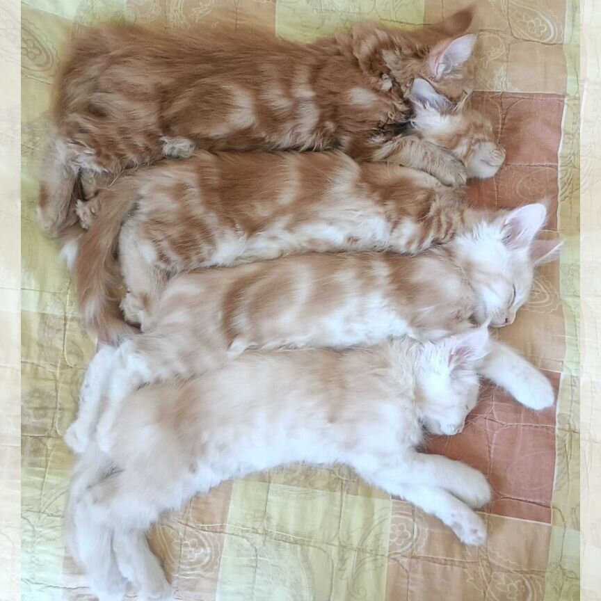 Котята мейн-кун рыжие