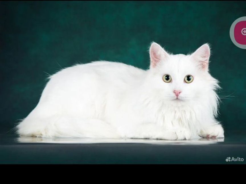 Котик Сахарок