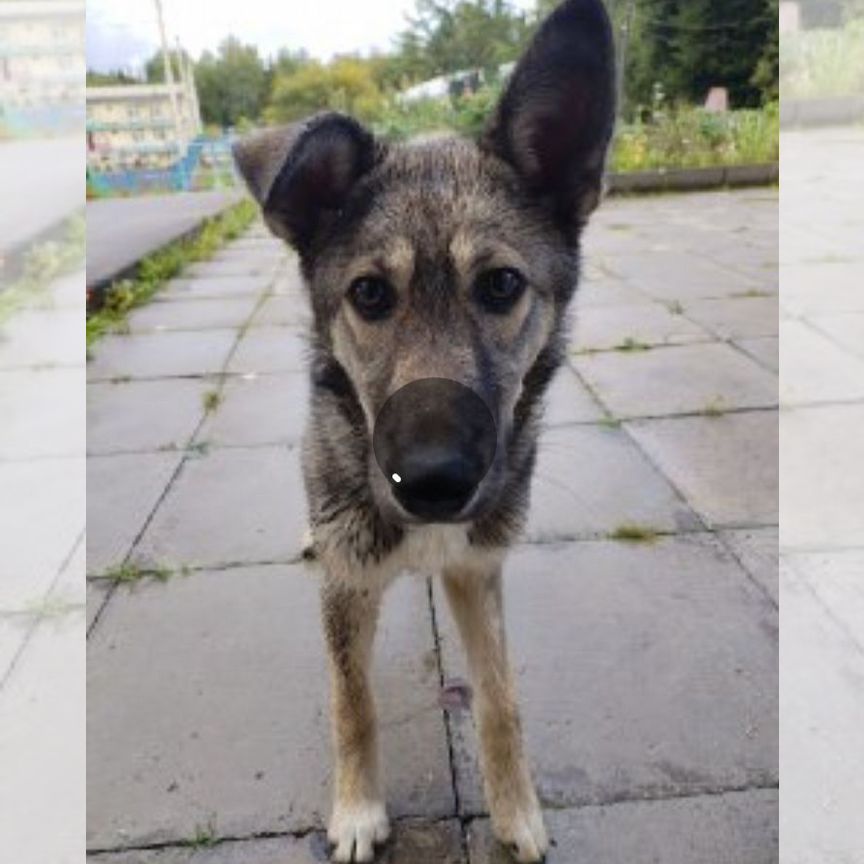 Взрослая собака в добрые руки