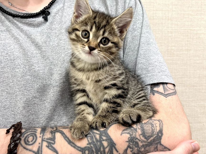 Замурчательные котята в добрые руки