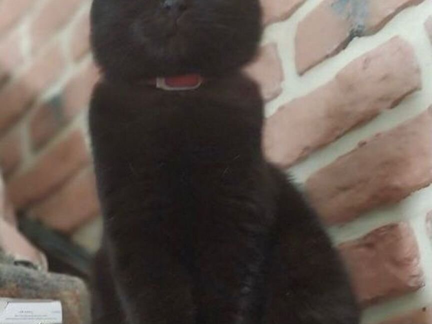 Черная кошка 1 год