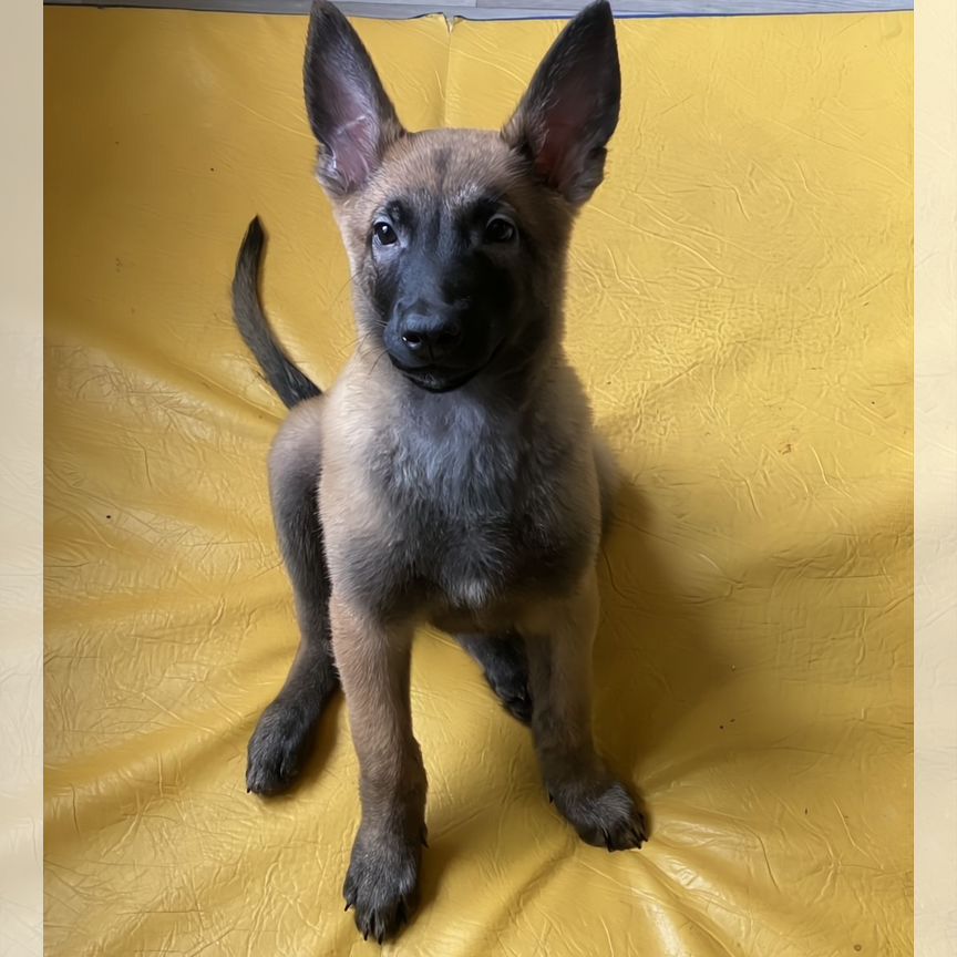 Бельгийская овчарка, щенок