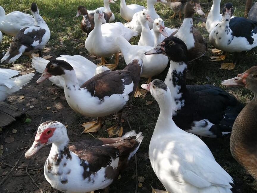 Мускусные утки