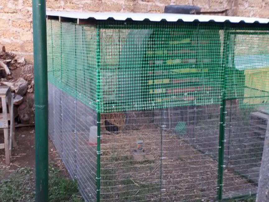 Курятник, крольчатки