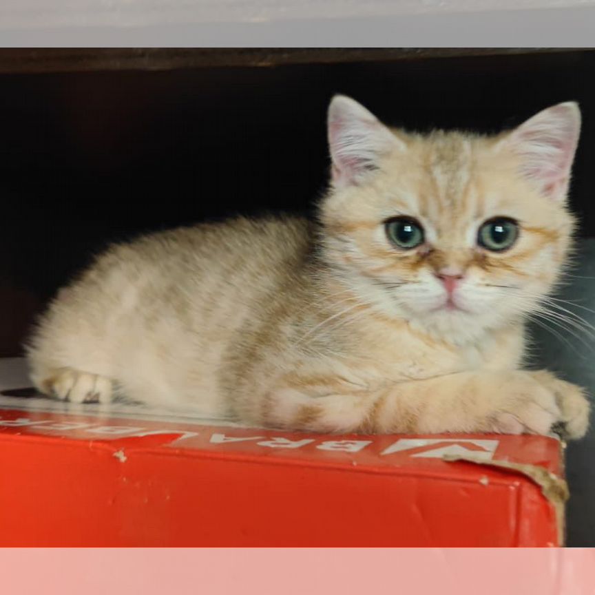 Британский короткошёрстный котёнок