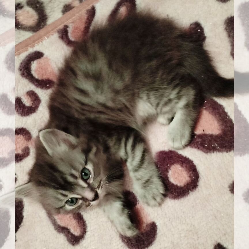 Сибирский кот