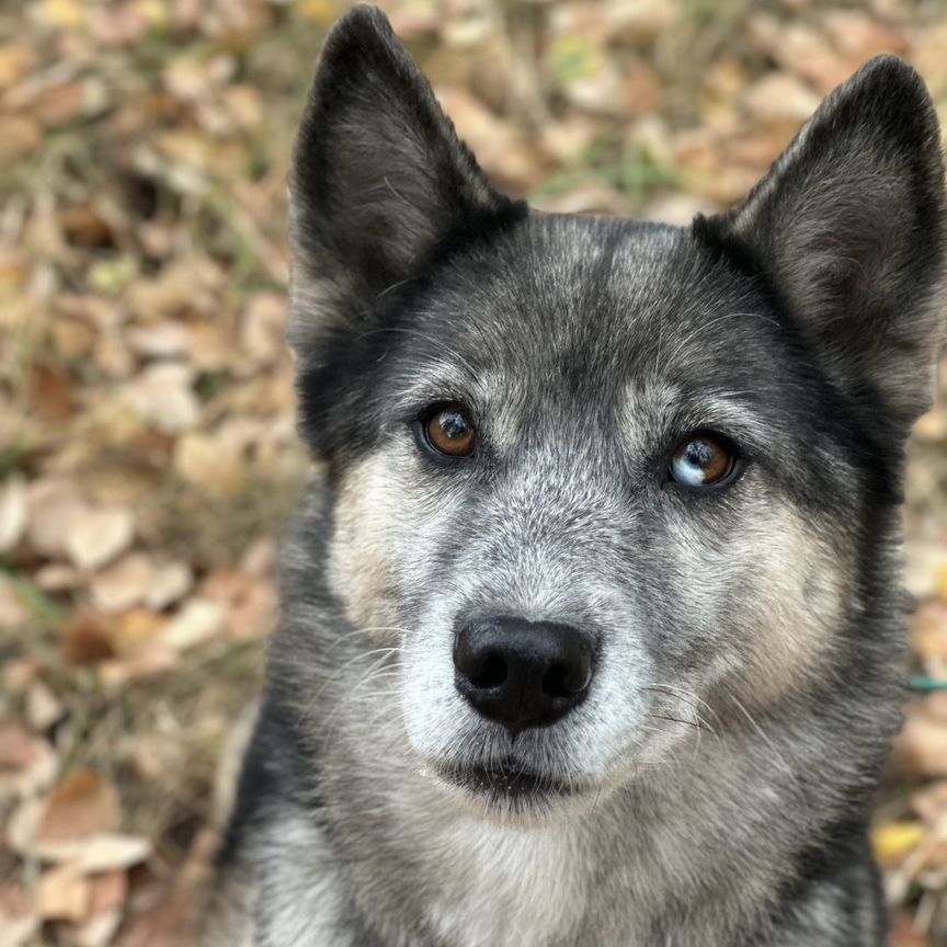 Спокойная, нежная собачка из приюта в семью