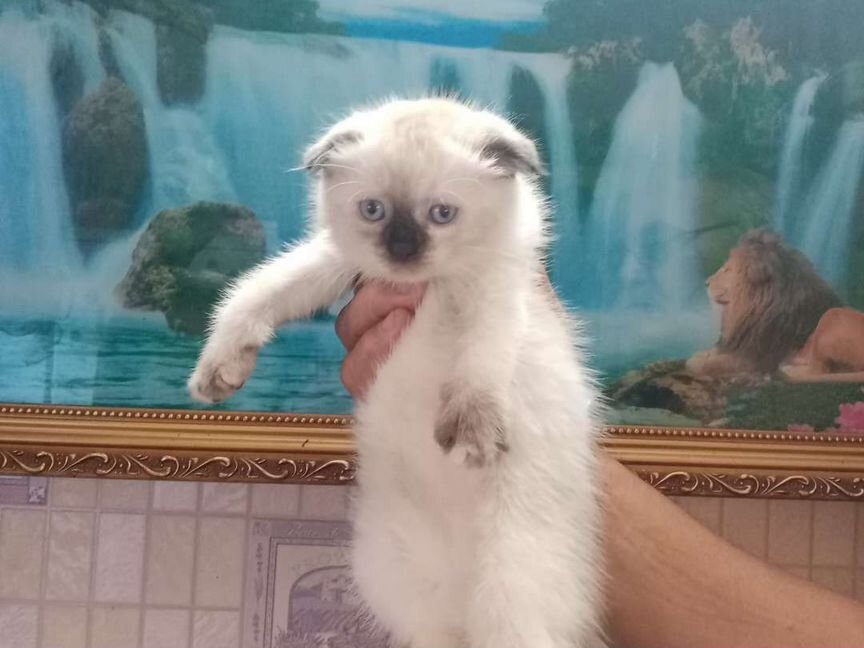 Шотландские вислоухие котята