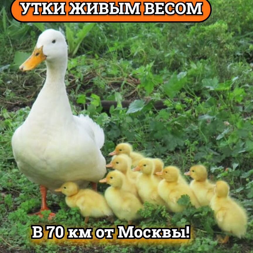 Утки живым весом / Утка домашняя / Яйцо / Мясо
