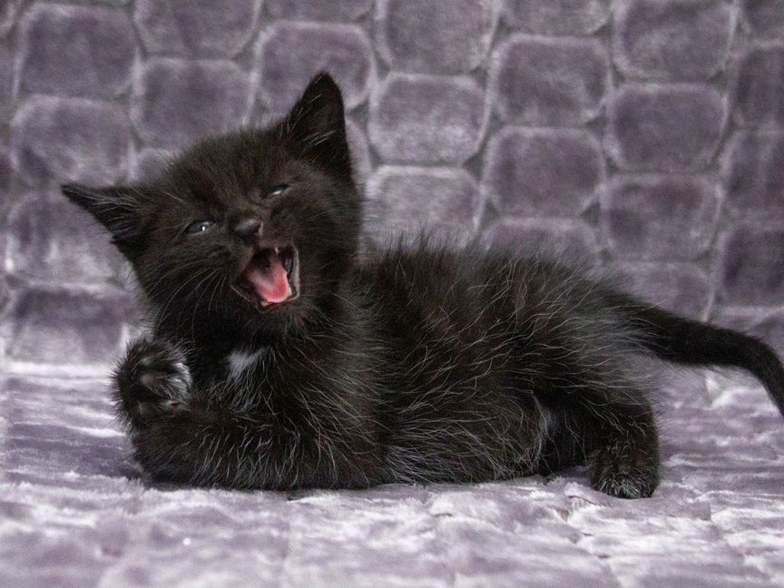 Топтыжкин Бося ищет дом