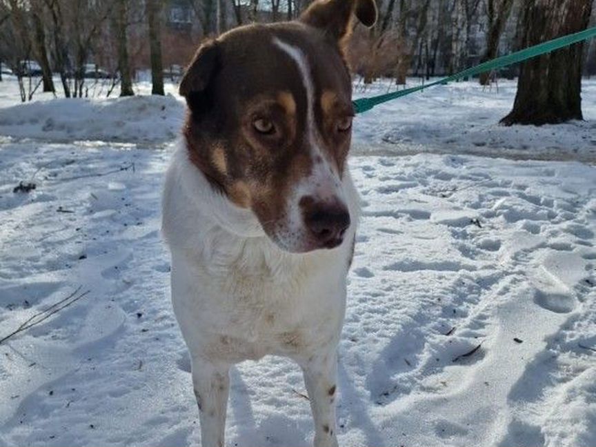 Клёвая собака в добрые руки