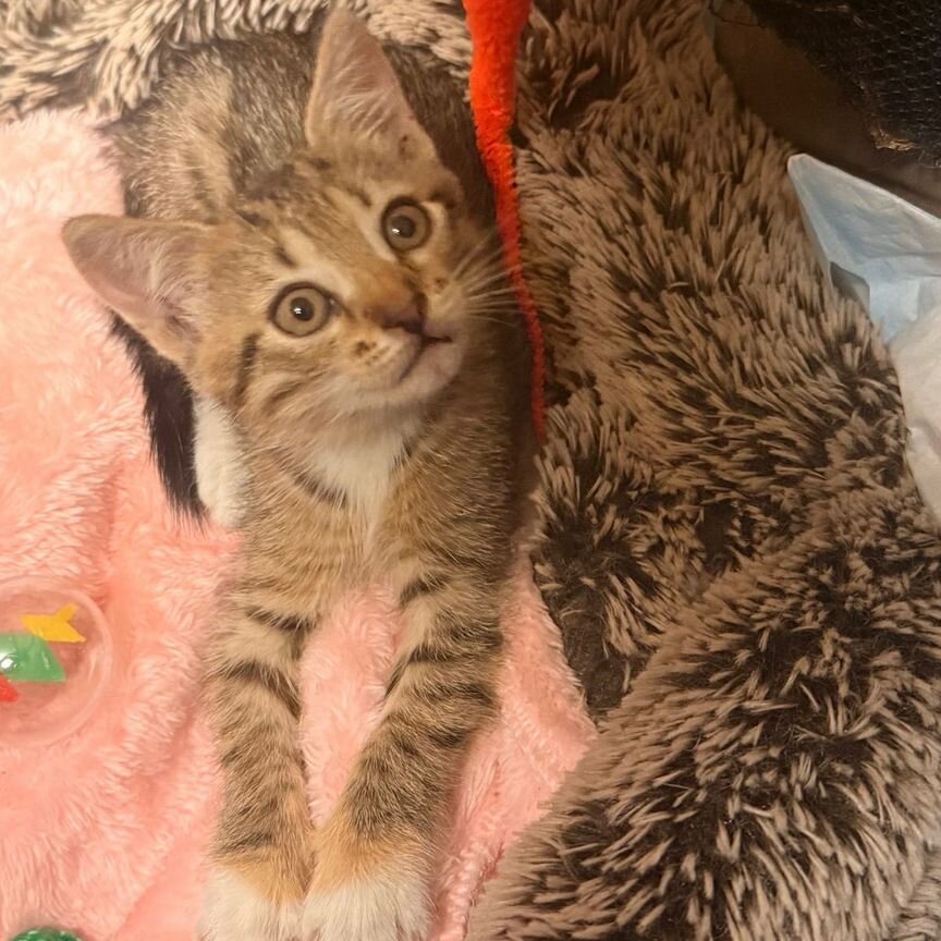 Котёнок в добрые руки