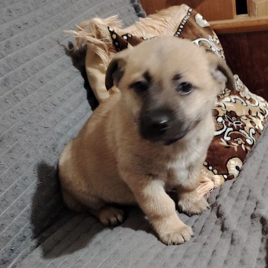 Щенок в добрые руки