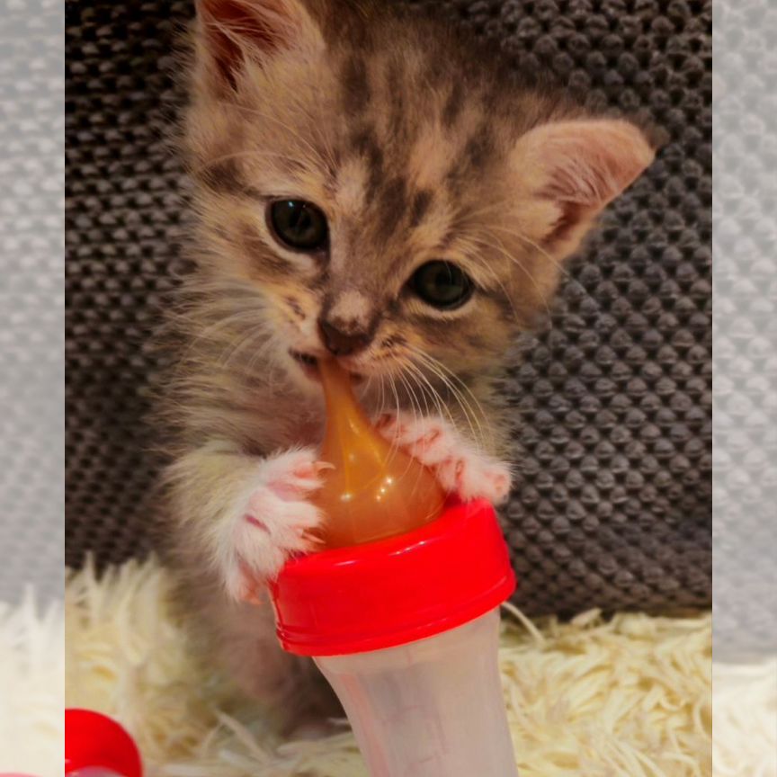 Сибирский котёнок