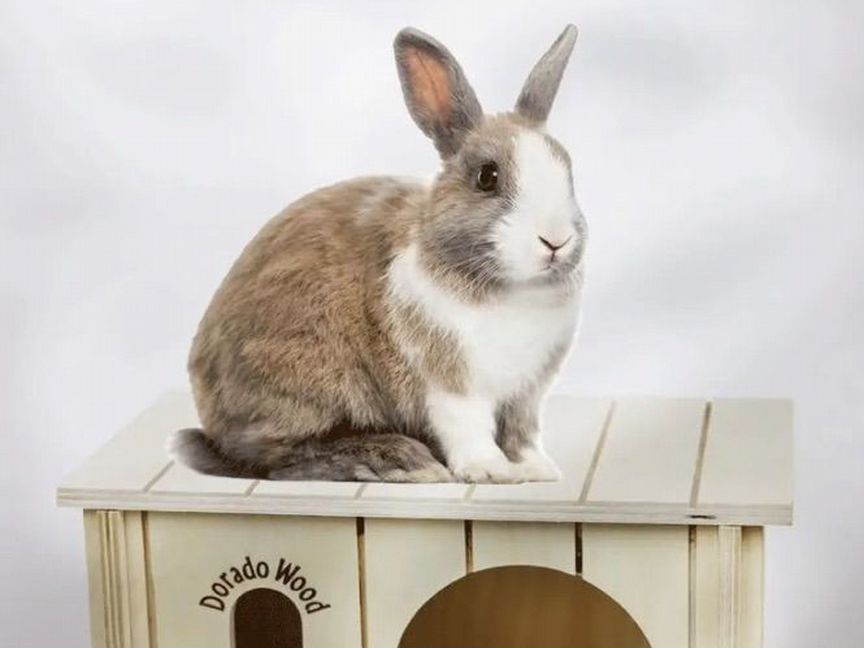 Сборный деревянный домик для грызунов