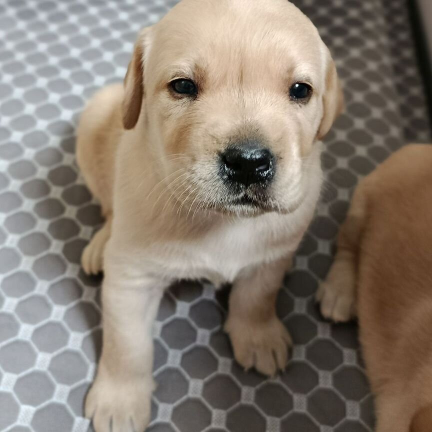 Лабрадор-ретривер, щенок