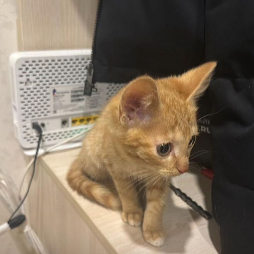 Рыжий мальчик 2,5мес