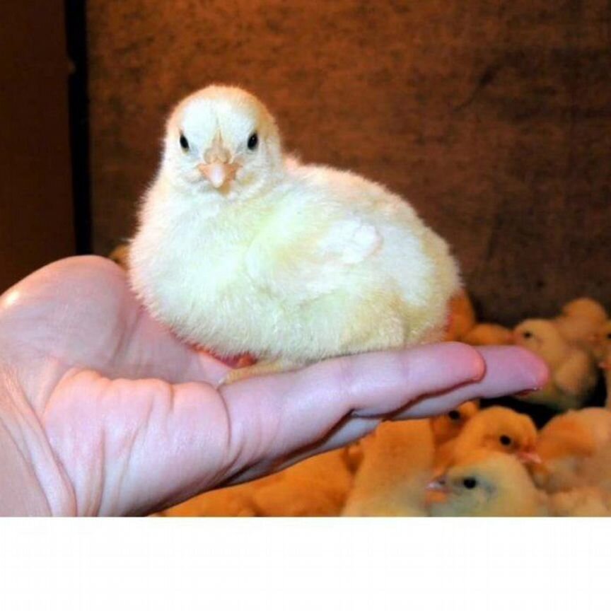 Цыплята бройлеры