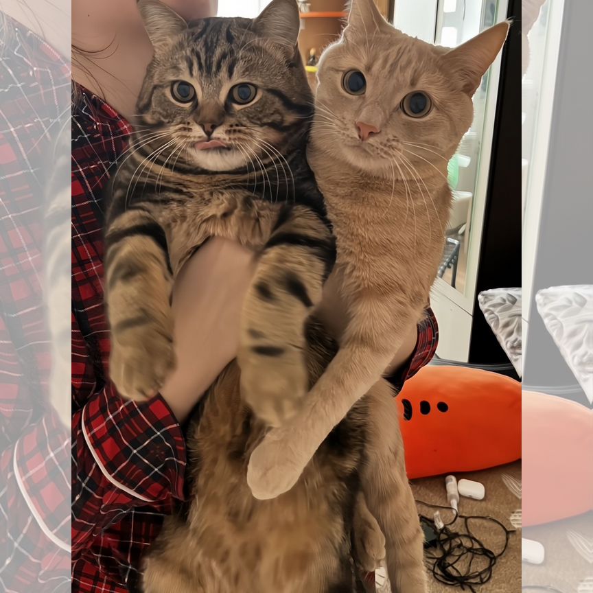 Шотландский прямоухий короткошёрстный котёнок