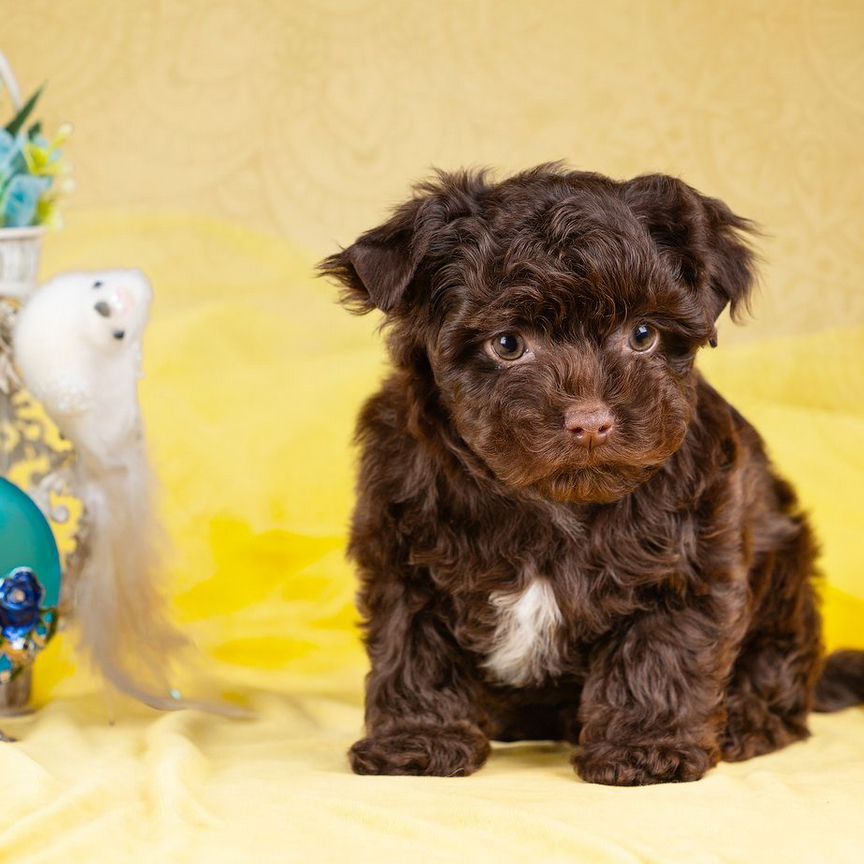 Йоркширский терьер, щенок