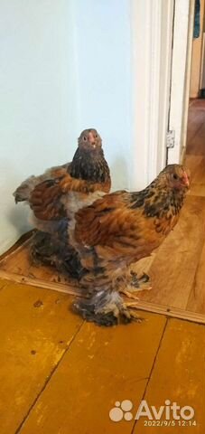 Цыплята брама