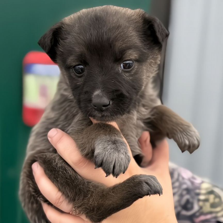 Щенок в добрые руки