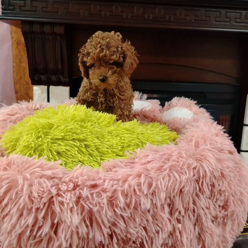 Той-пудель, щенок