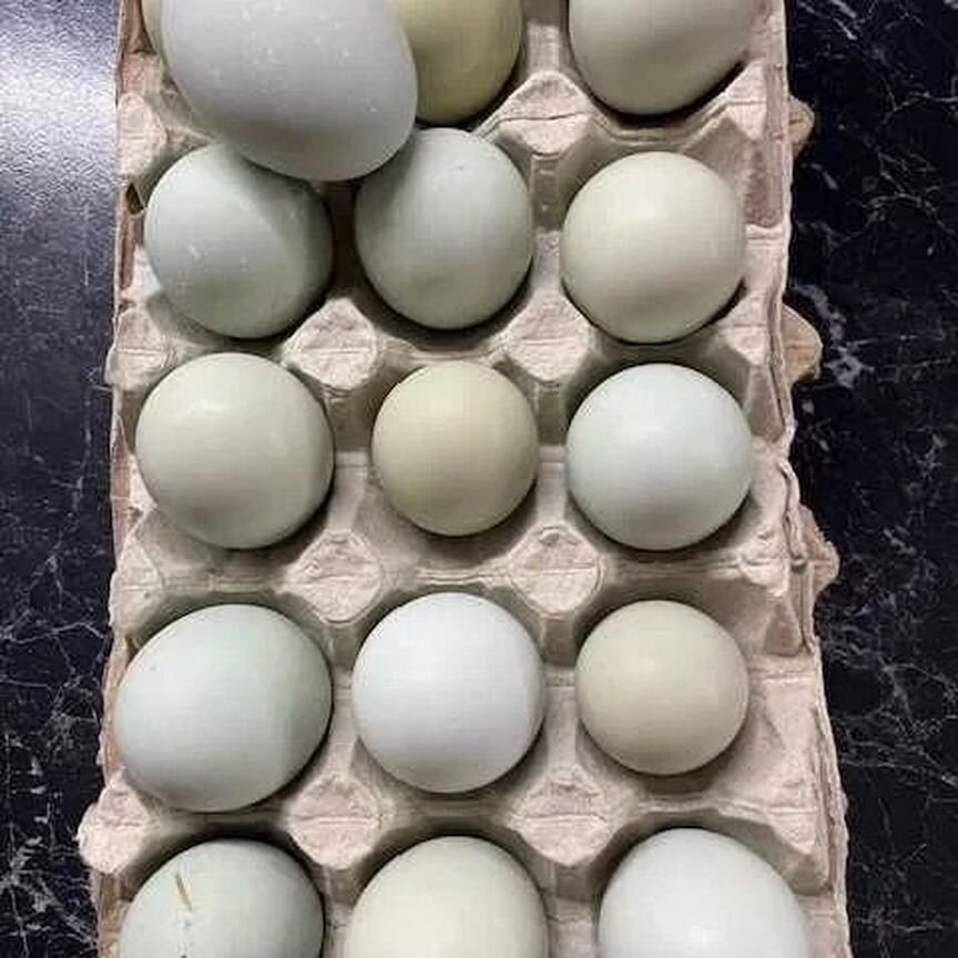 Яйца на инкубацию